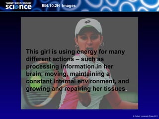 B4 10 aerobic respiration | PPT