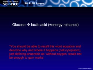 B4 11 anaerobic respiration | PPT