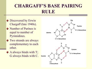 B4.CHEMISTRY BIOCHEMISTRY NUCLEIC ACID.ppt