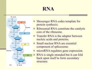 B4.CHEMISTRY BIOCHEMISTRY NUCLEIC ACID.ppt