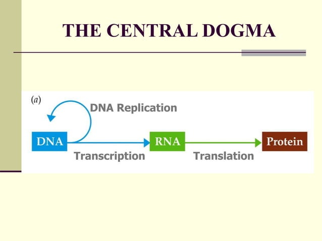 B4.CHEMISTRY BIOCHEMISTRY NUCLEIC ACID.ppt