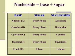 B4.CHEMISTRY BIOCHEMISTRY NUCLEIC ACID.ppt