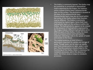 lichen biology | PPTX