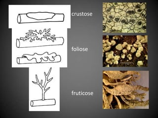 lichen biology | PPTX