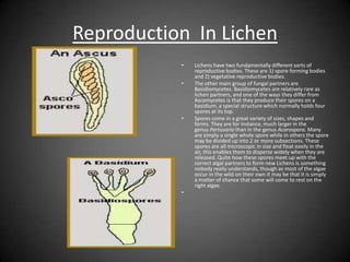lichen biology | PPTX