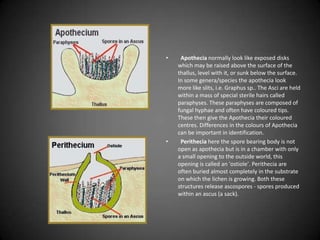 lichen biology | PPTX