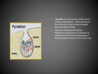 lichen biology | PPTX