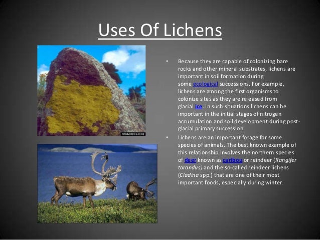 lichen biology