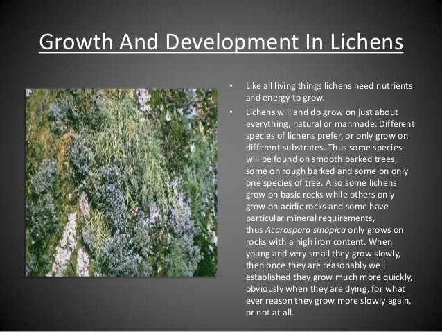 How Do Lichens Reproduce