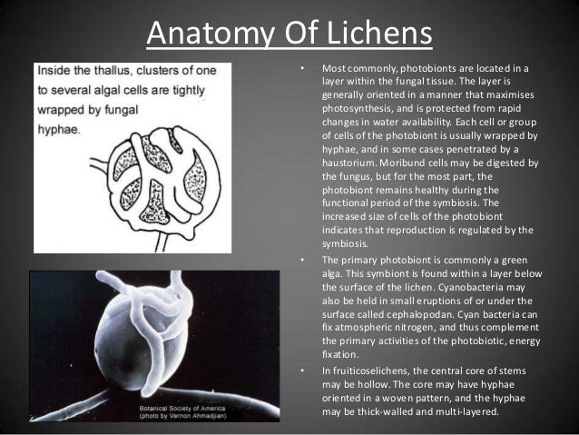 lichen biology