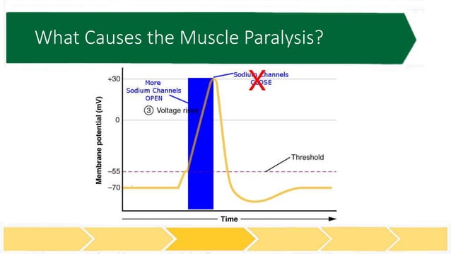 Hyperkalemic Periodic Paralysis (HYPP) | PPTX | Blood Disorders ...