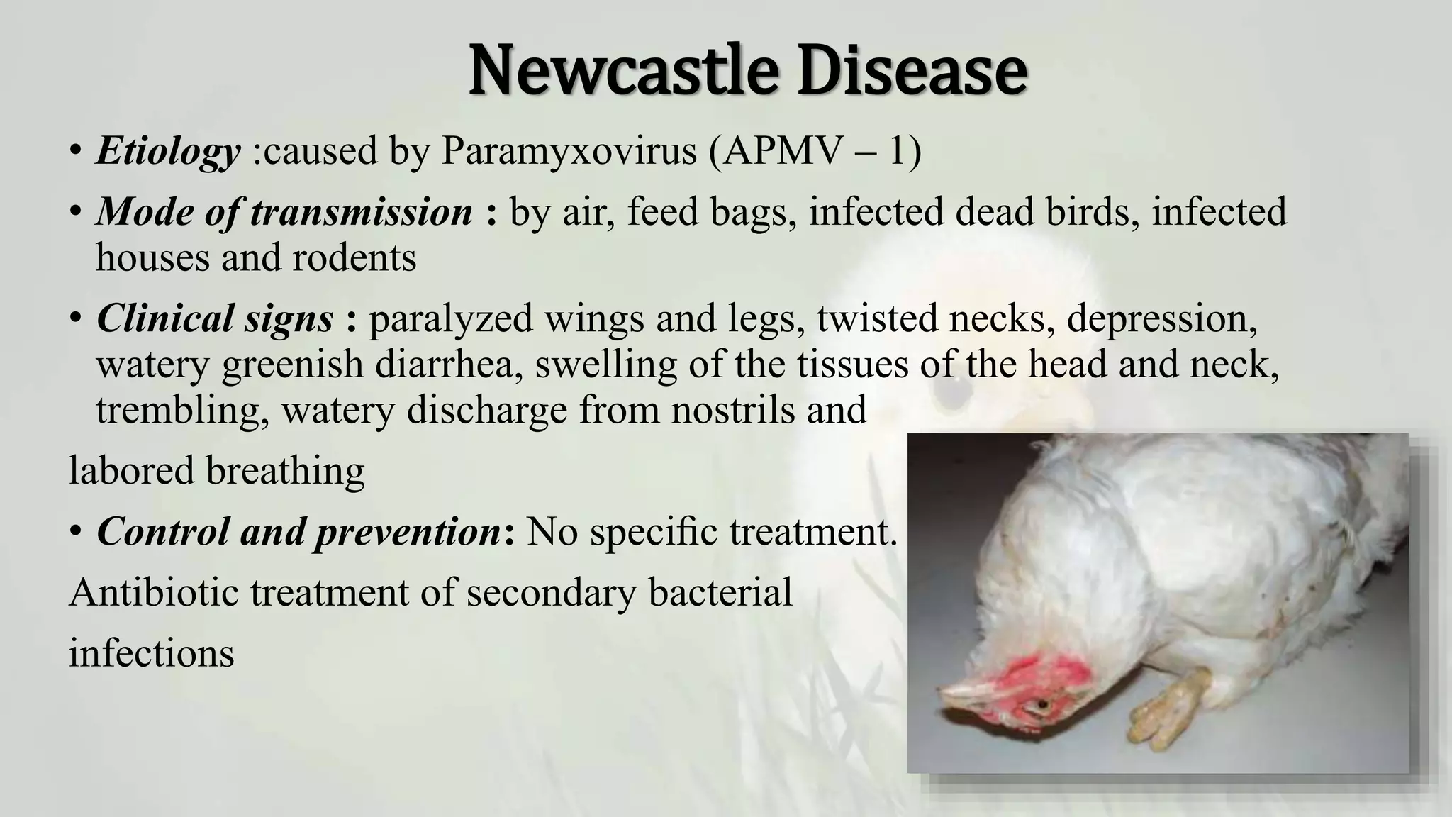 Common Viral Diseases in Broiler Chicks | PPT