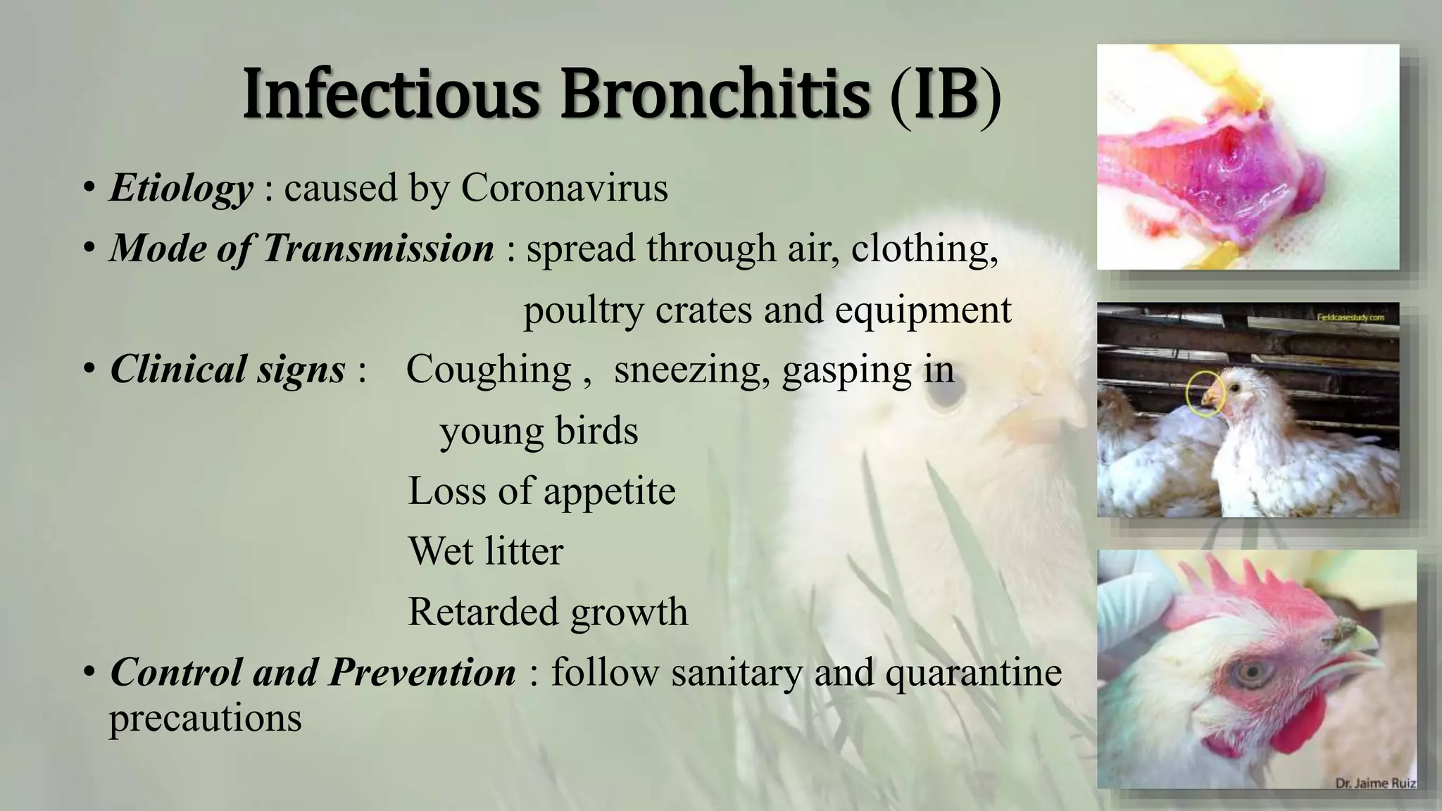 Common Viral Diseases in Broiler Chicks | PPT