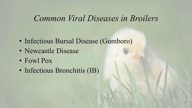 Common Viral Diseases in Broiler Chicks | PPT