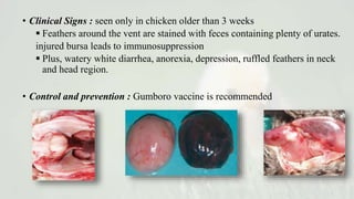Common Viral Diseases in Broiler Chicks | PPT