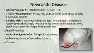 Common Viral Diseases in Broiler Chicks | PPTX