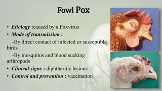 Common Viral Diseases in Broiler Chicks | PPTX