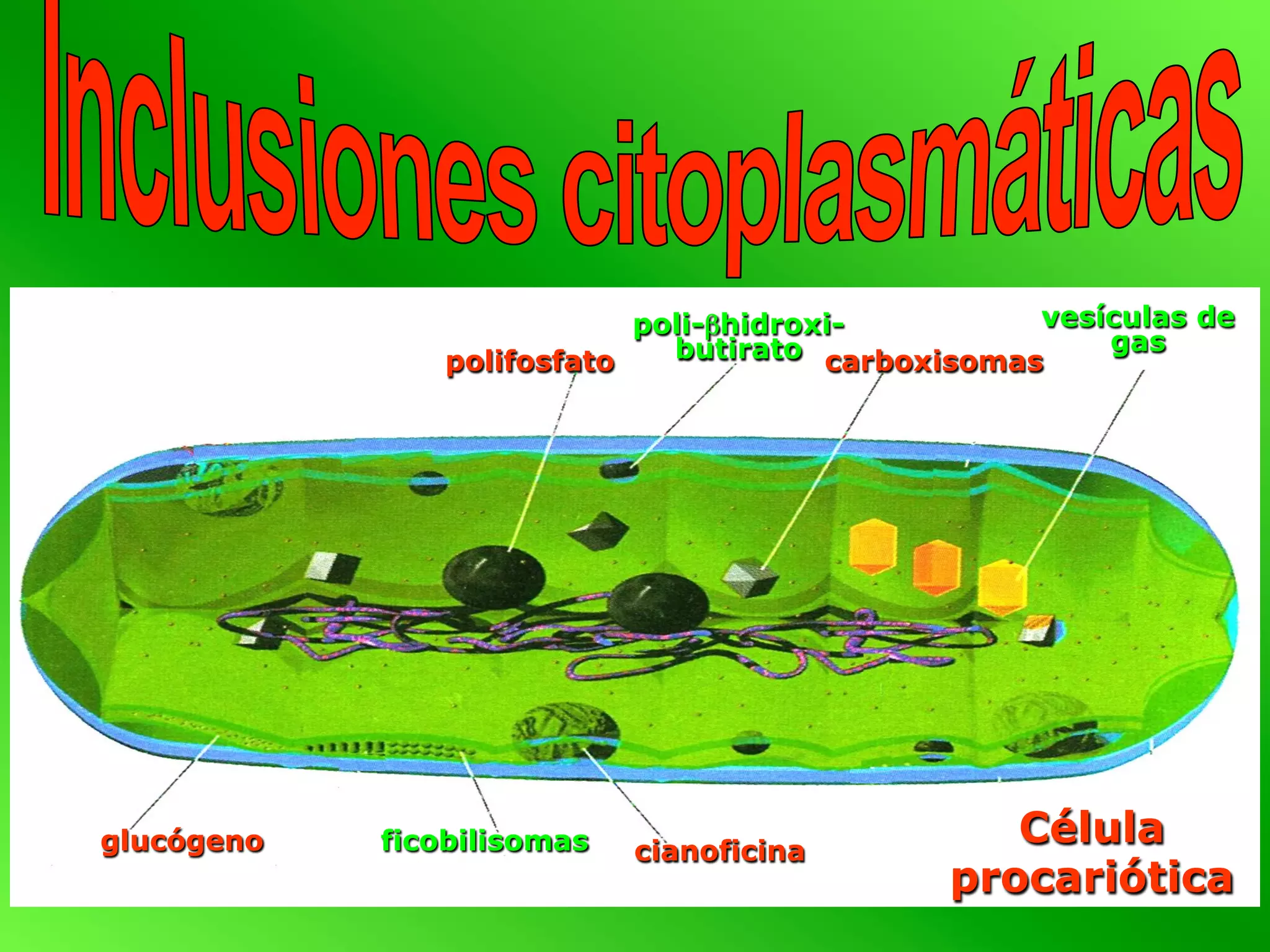 Inclusiones citoplasmaticas | PDF