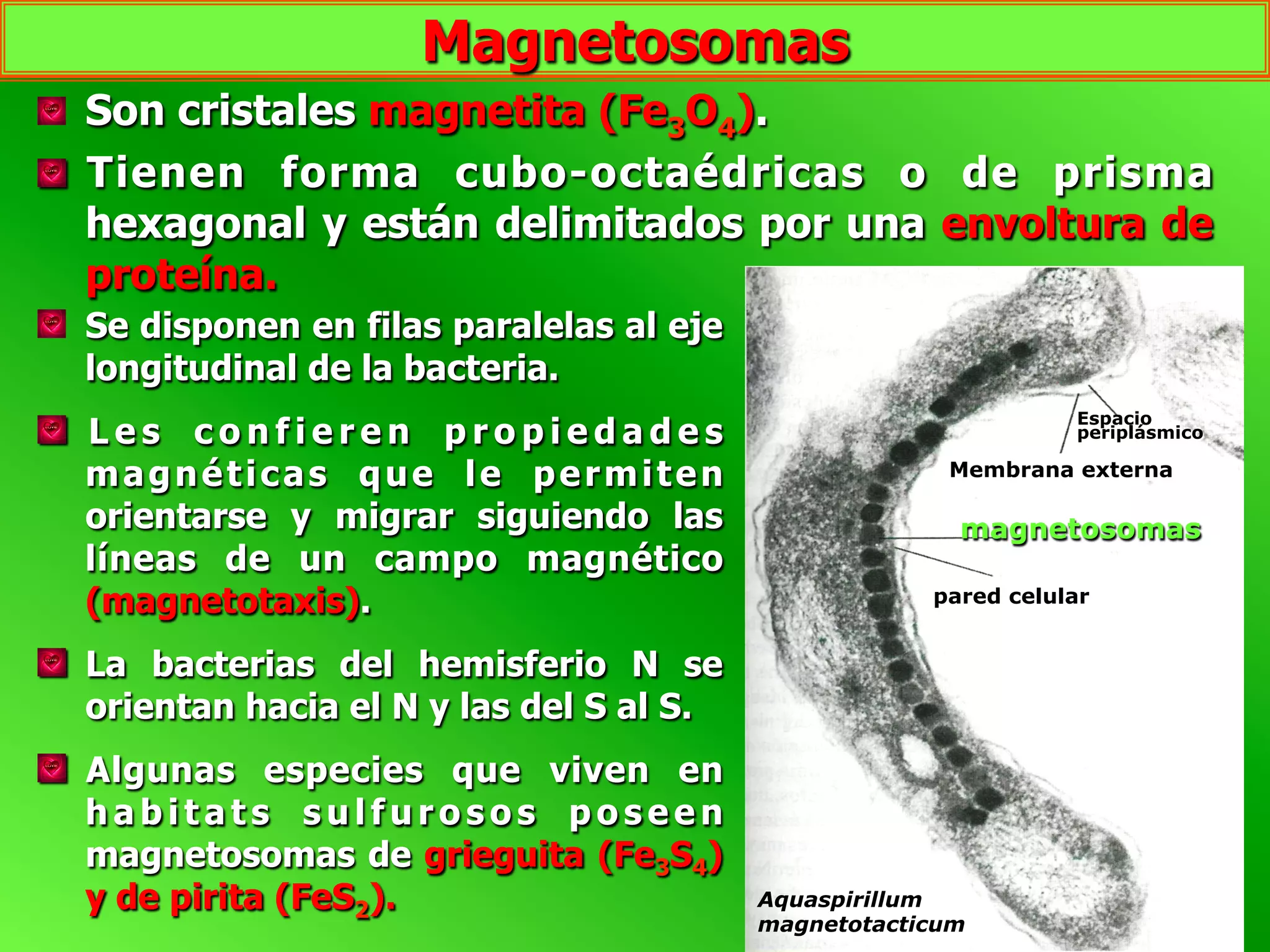 Inclusiones citoplasmaticas | PDF