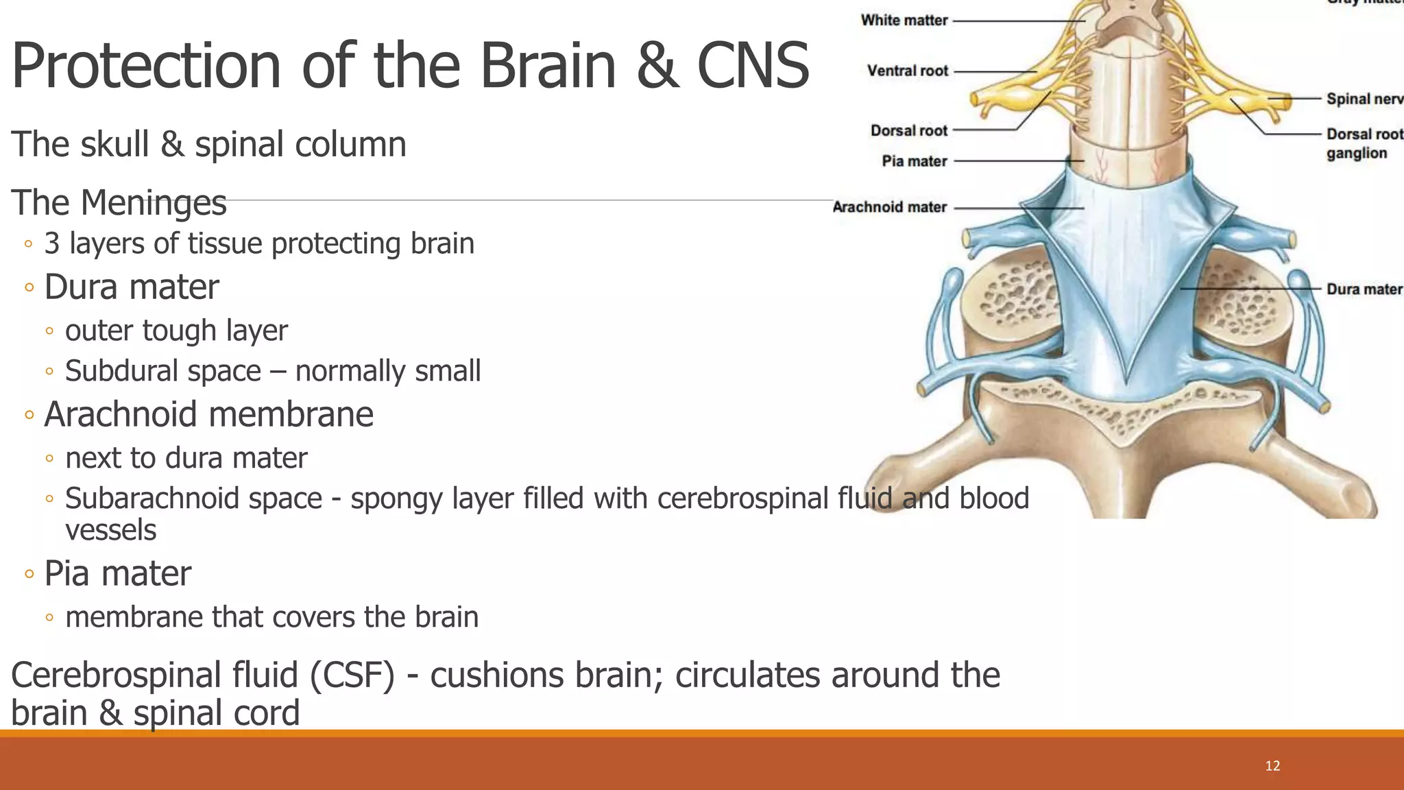 NEUROANATOMY - I | PPTX
