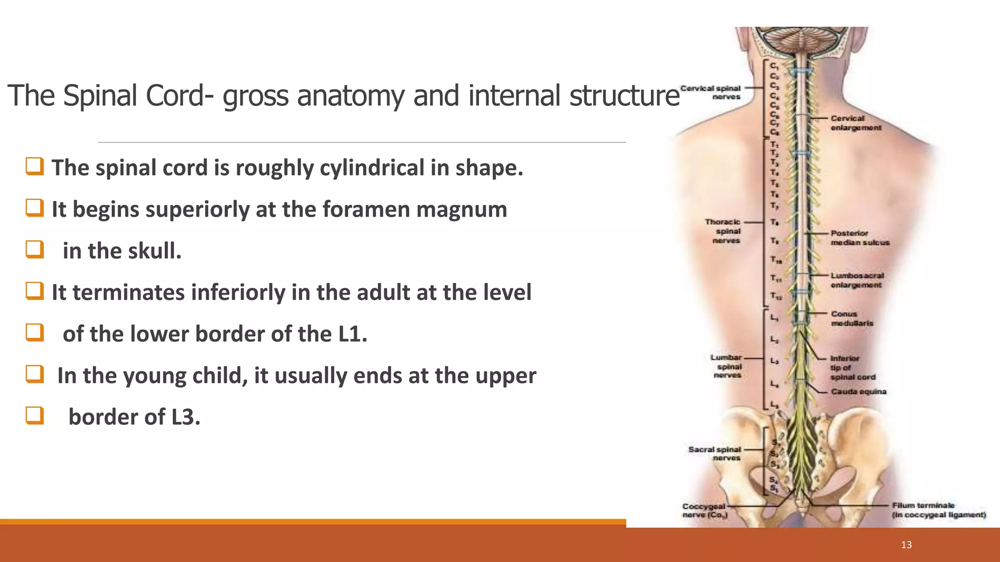 NEUROANATOMY - I | PPTX