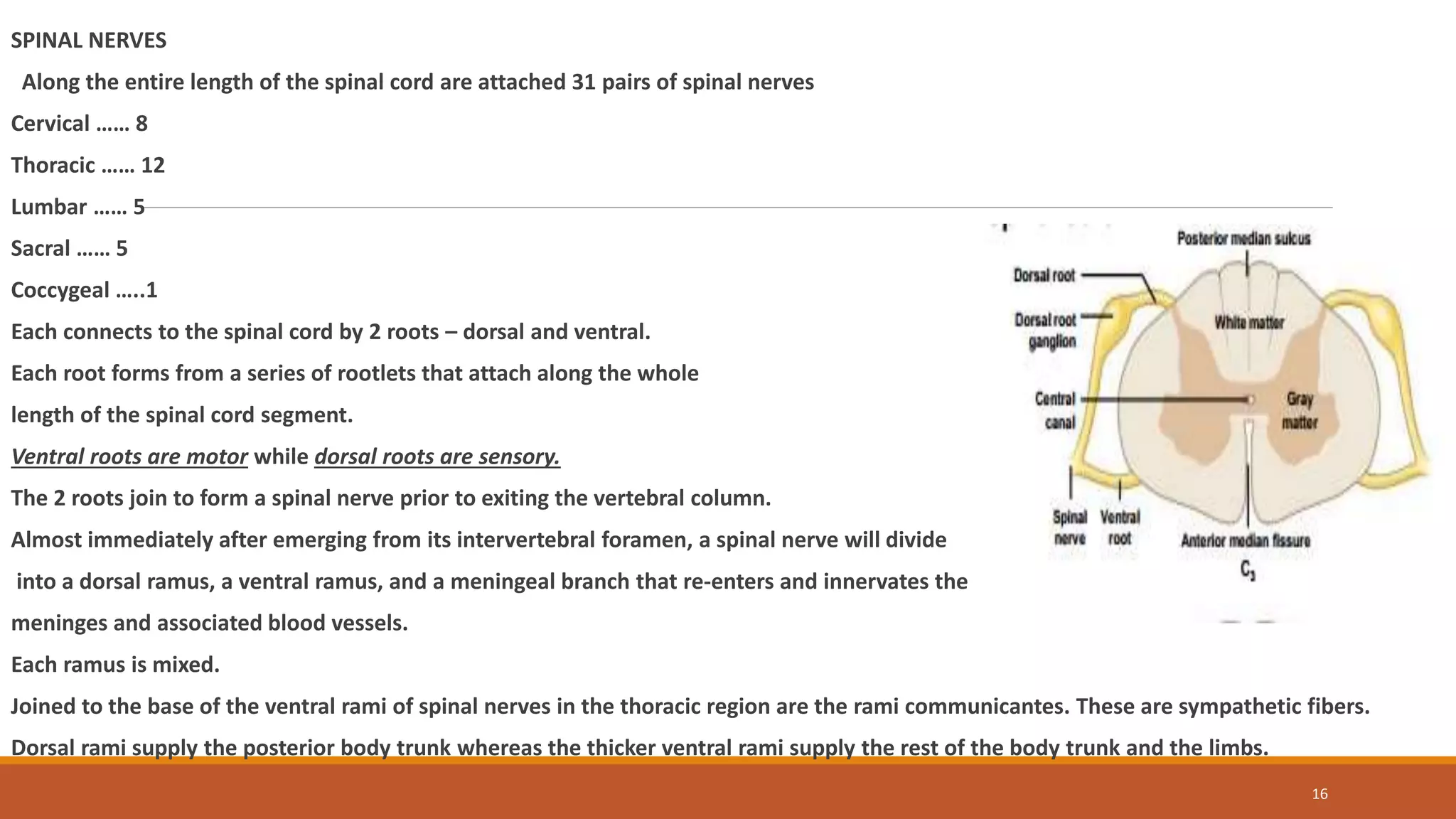 NEUROANATOMY - I | PPTX