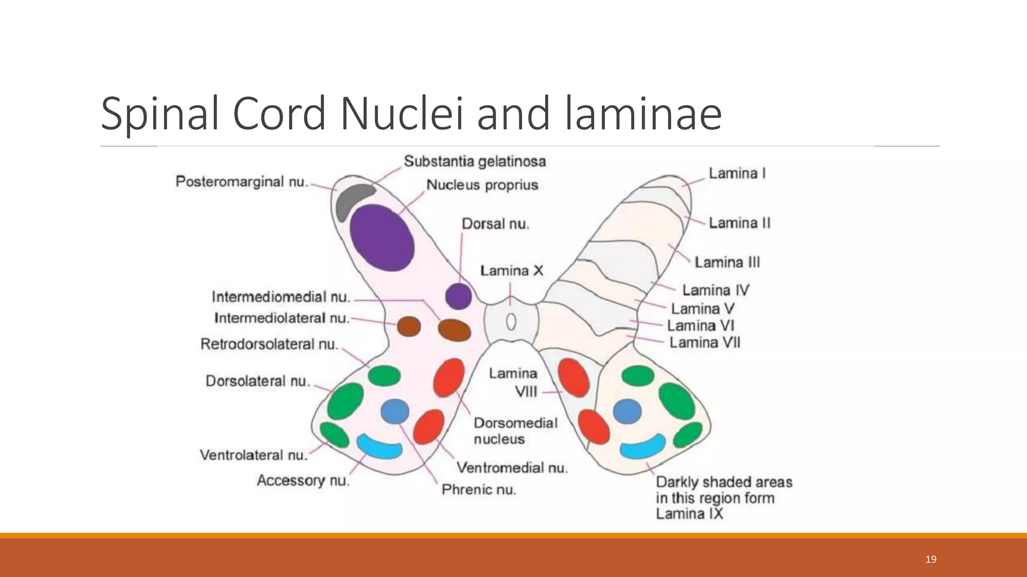NEUROANATOMY - I | PPTX