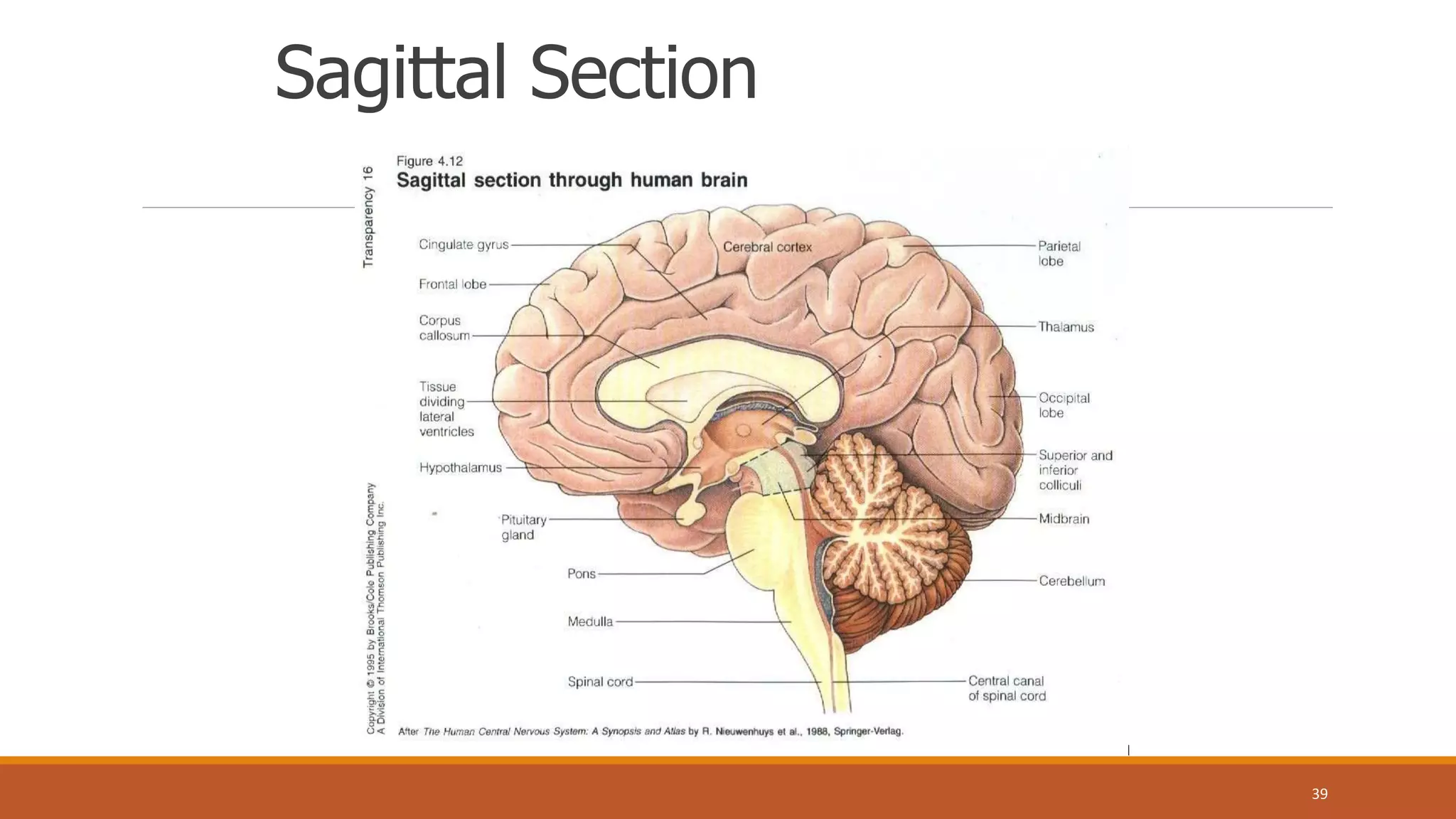NEUROANATOMY - I | PPTX