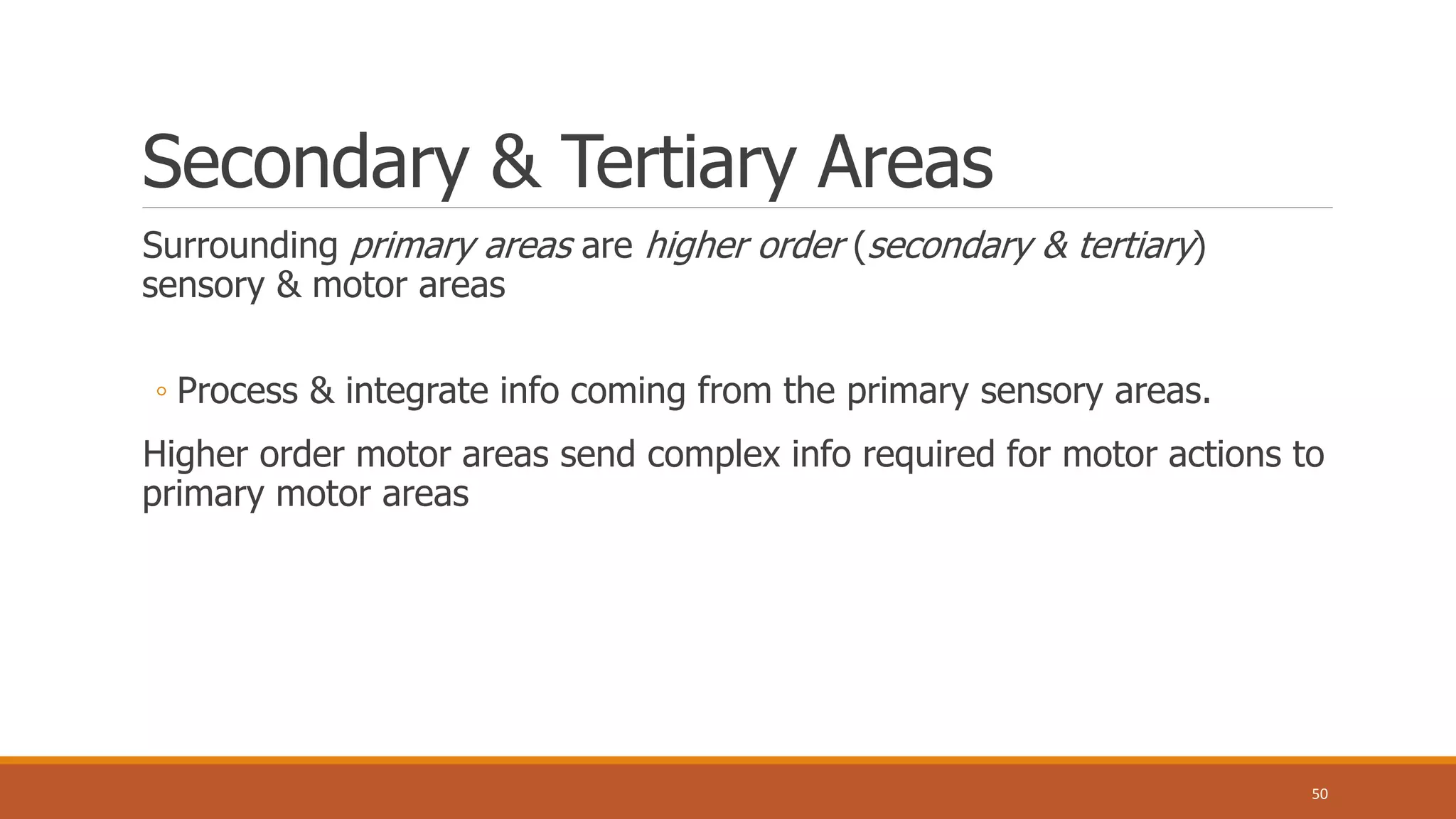 NEUROANATOMY - I | PPTX