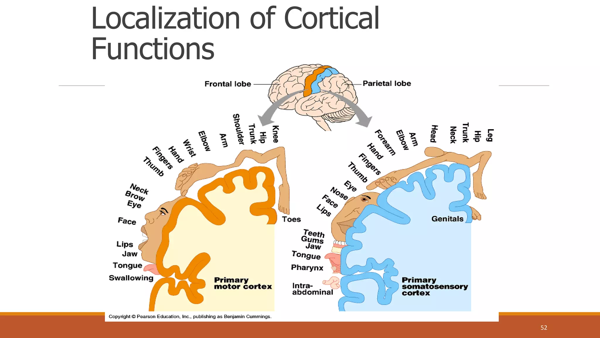 NEUROANATOMY - I | PPTX