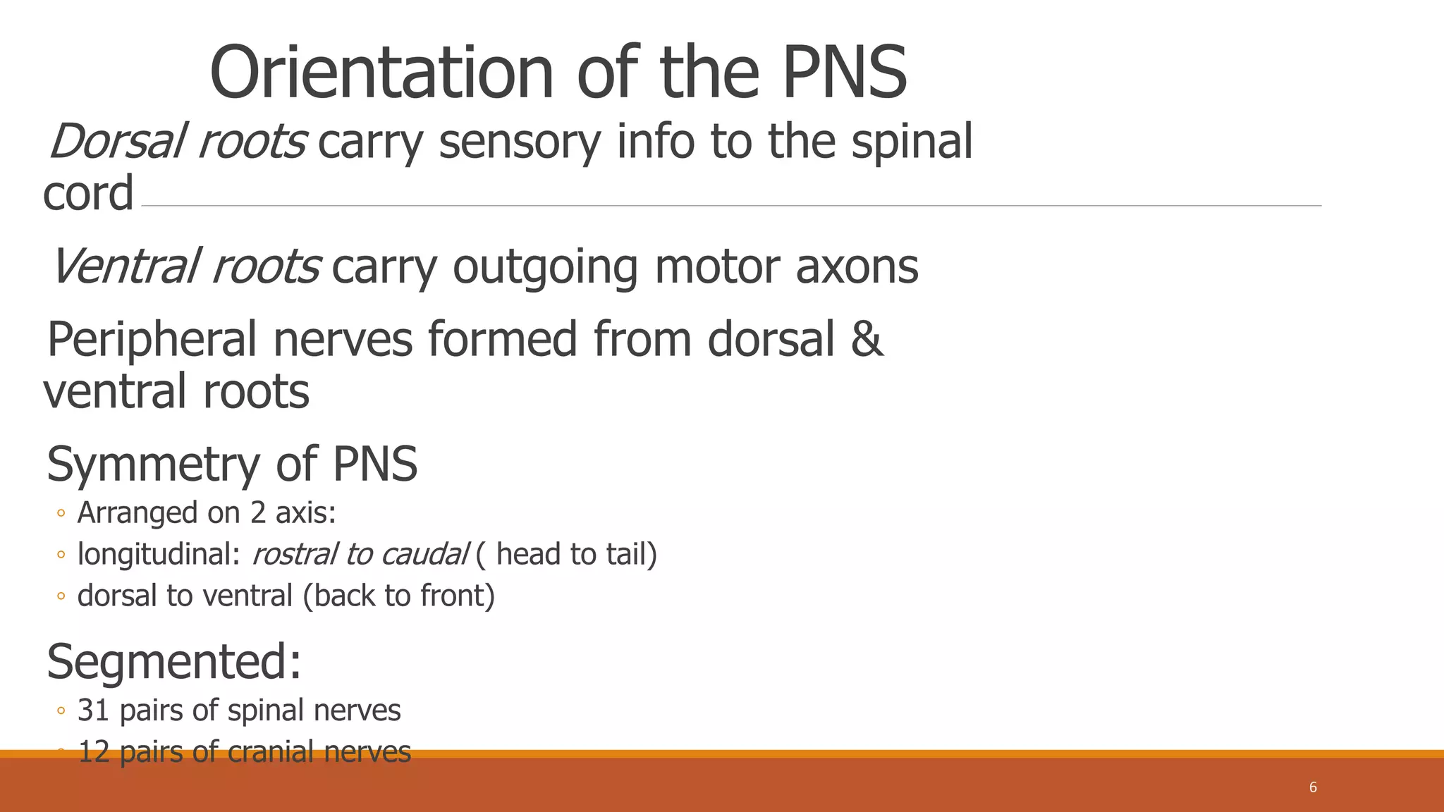 NEUROANATOMY - I | PPTX