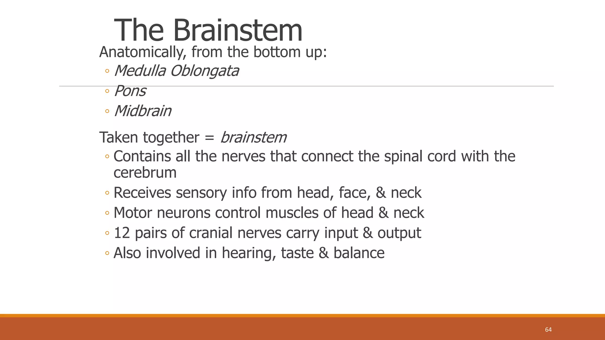 NEUROANATOMY - I | PPTX