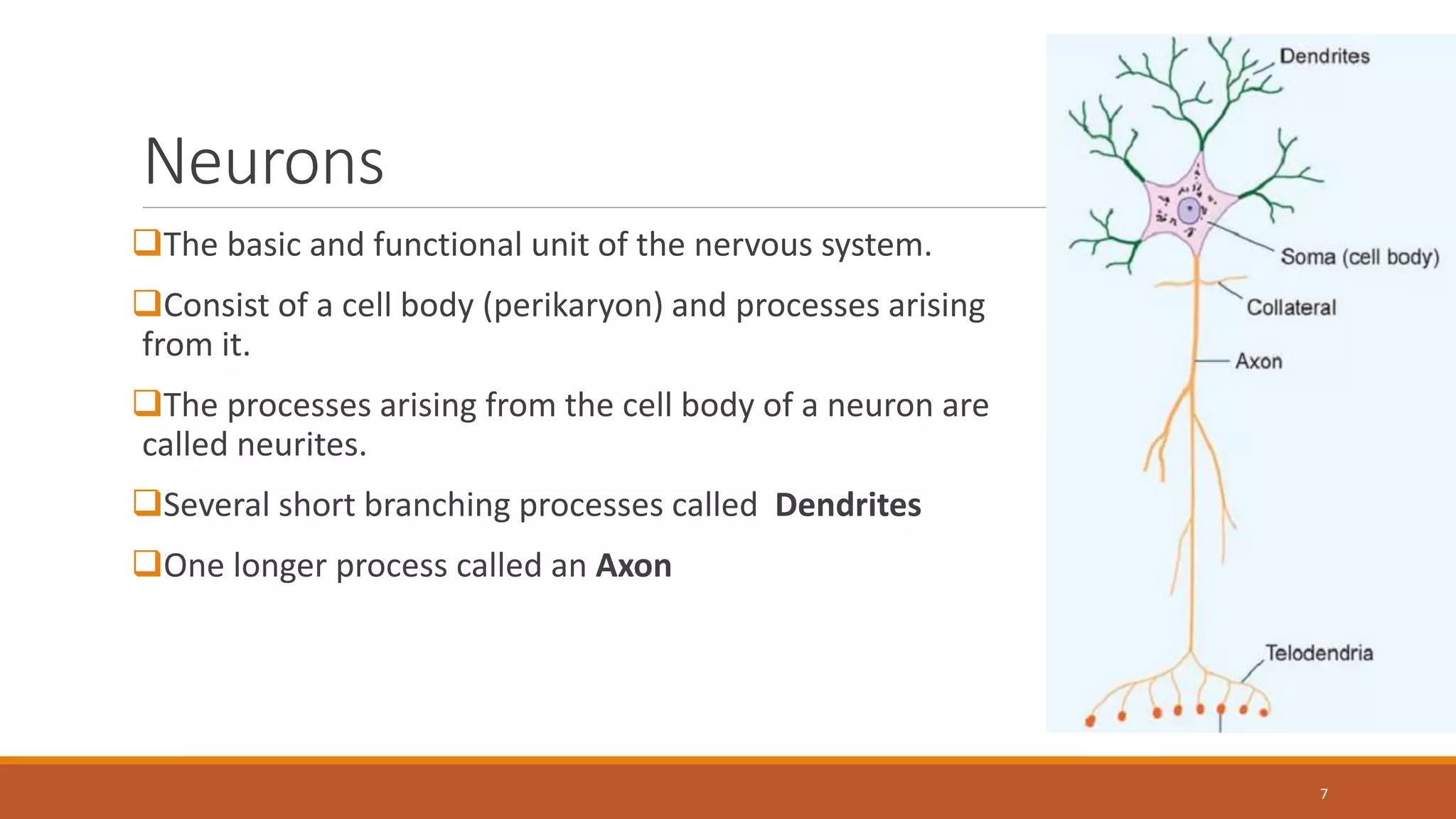 NEUROANATOMY - I | PPTX
