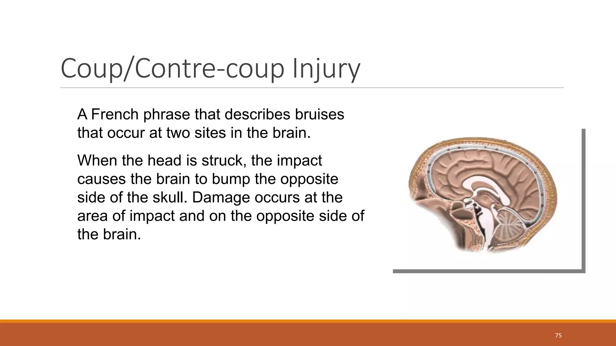NEUROANATOMY - I | PPTX