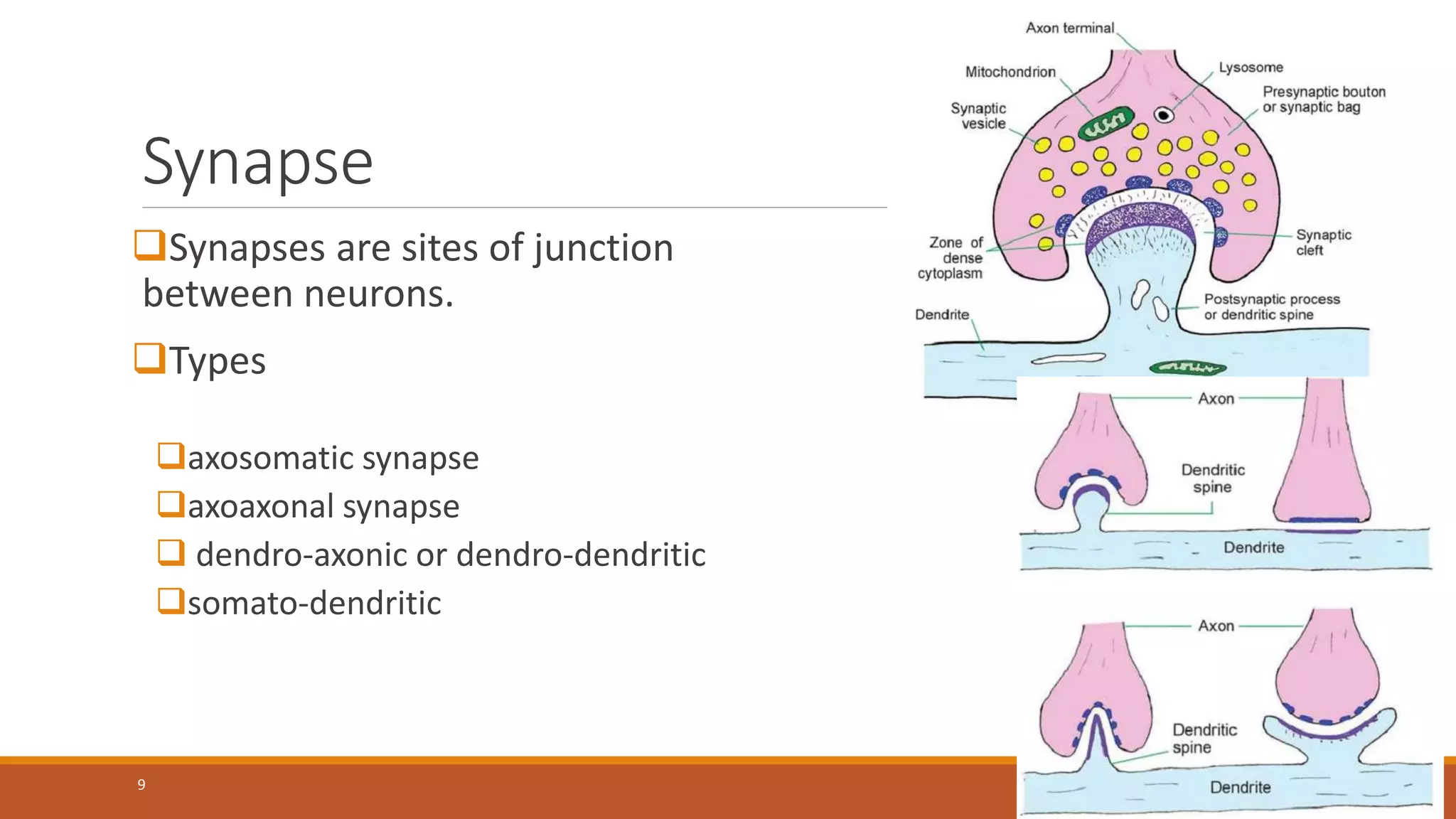 NEUROANATOMY - I | PPTX