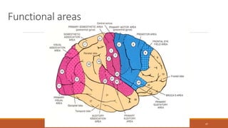 NEUROANATOMY - I | PPTX