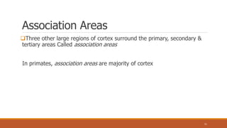 NEUROANATOMY - I | PPTX