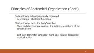 NEUROANATOMY - I | PPTX