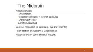 NEUROANATOMY - I | PPTX