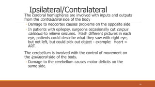 NEUROANATOMY - I | PPTX