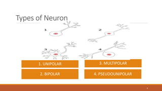 NEUROANATOMY - I | PPTX
