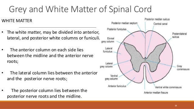 NEUROANATOMY - I