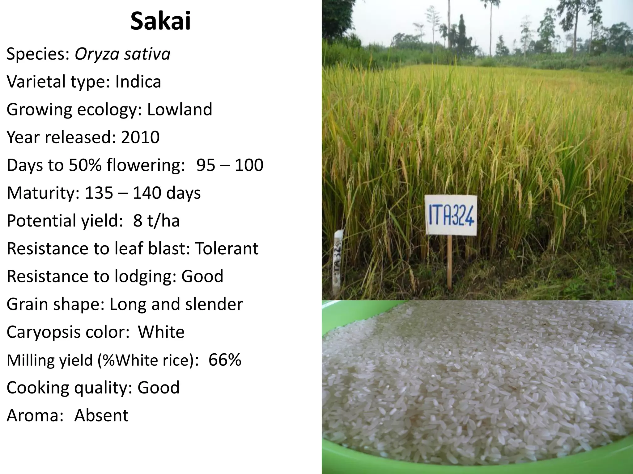 B4FA 2013 Ghana: Breeding rice varieties in Ghana - Maxwell Darko ...