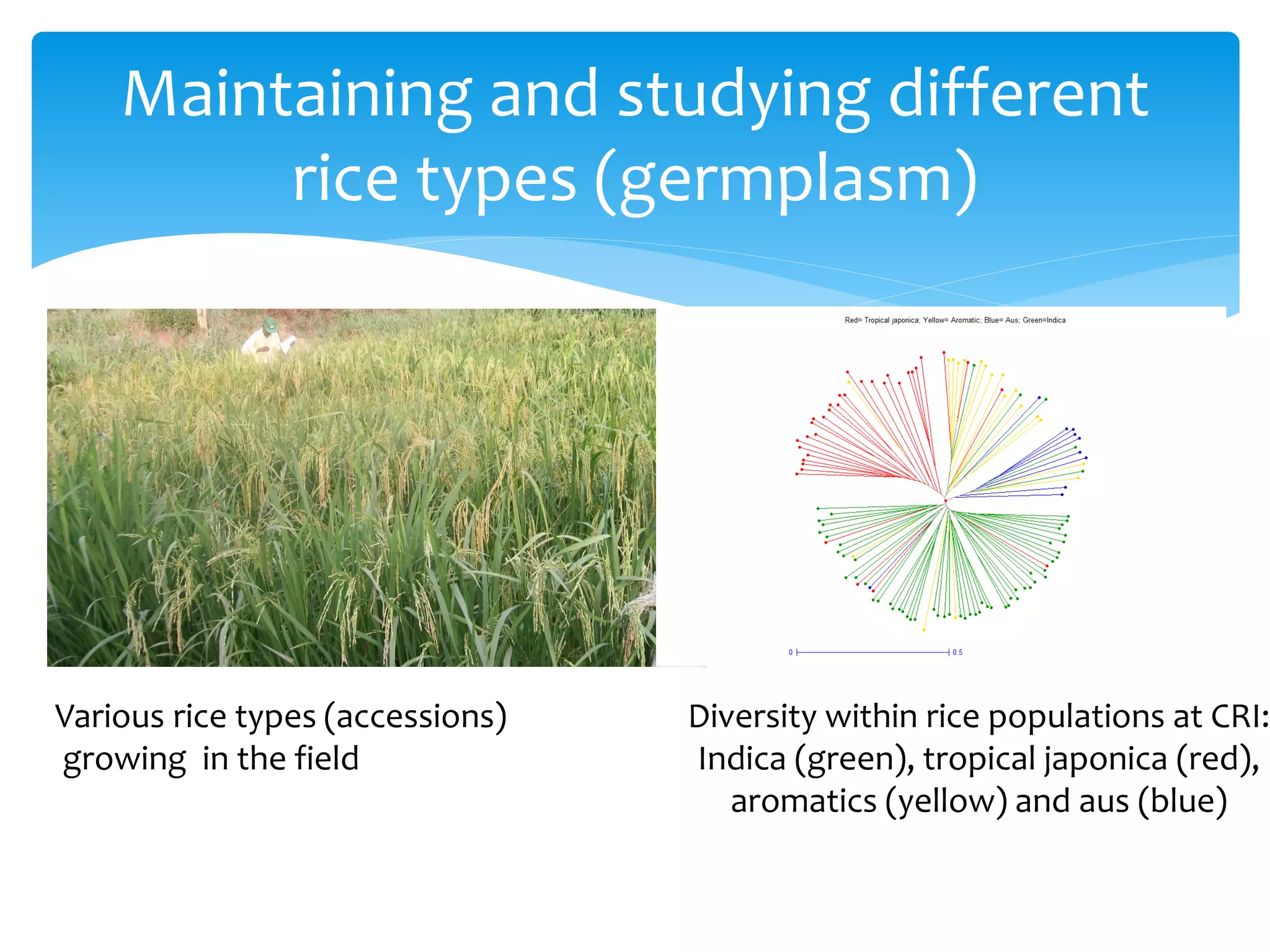 B4FA 2013 Ghana: Breeding rice varieties in Ghana - Maxwell Darko ...