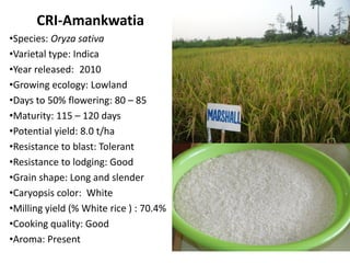 B4FA 2013 Ghana: Breeding rice varieties in Ghana - Maxwell Darko ...