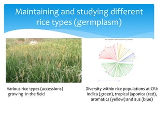 B4FA 2013 Ghana: Breeding rice varieties in Ghana - Maxwell Darko ...
