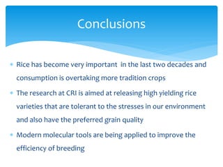 B4FA 2013 Ghana: Breeding rice varieties in Ghana - Maxwell Darko ...