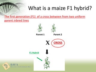 B4FA 2013 Ghana: F1 hybrid seeds and plants - Claudia Canales | PDF