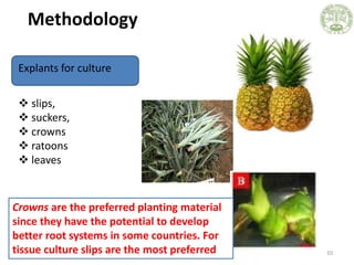 B4FA 2013 Ghana: Pineapple tissue culture - Kenneth Danso | PDF