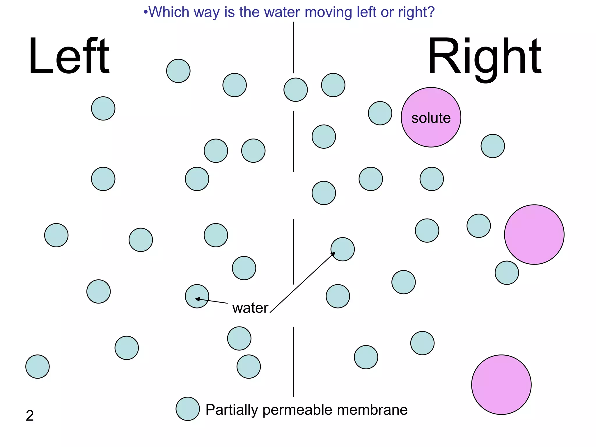 B4 Osmosis - which way will water move | PPT